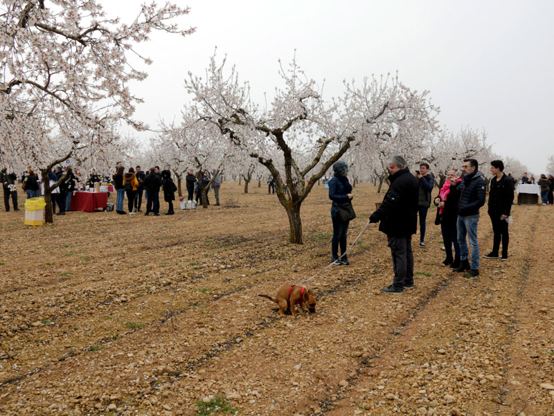 Riuada de visitants als camps d'ametllers florits d'Arbeca | Notícies ...